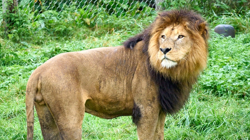 Italian town on alert after lion escapes circus