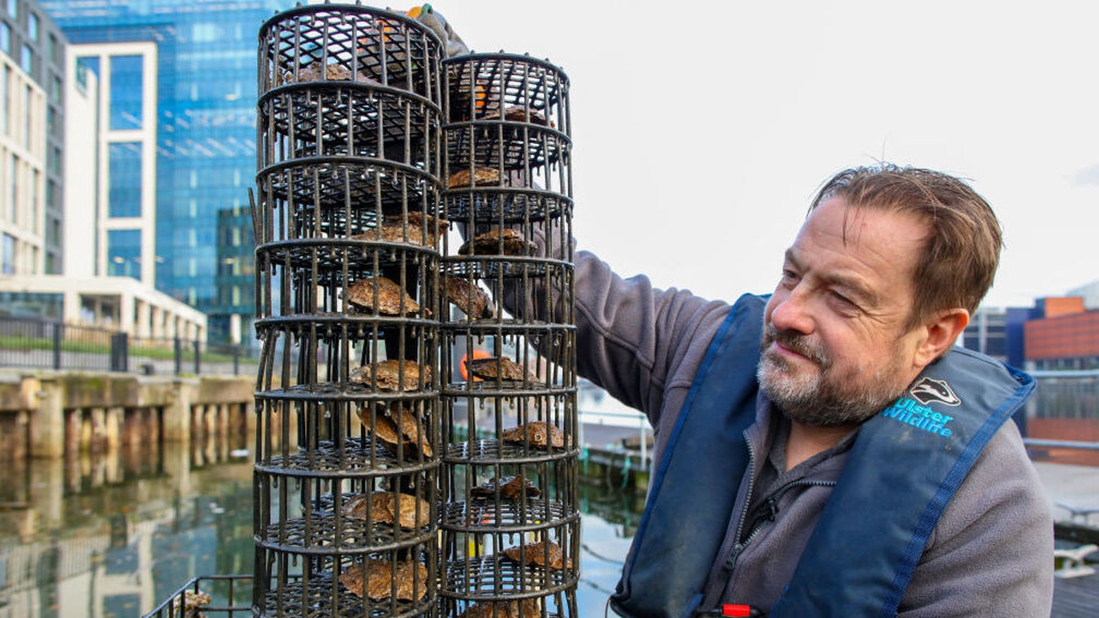 Native oysters return to Belfast after 100-year absence