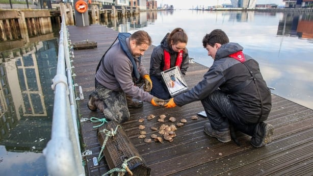 Native oysters return to Belfast after 100-year absence