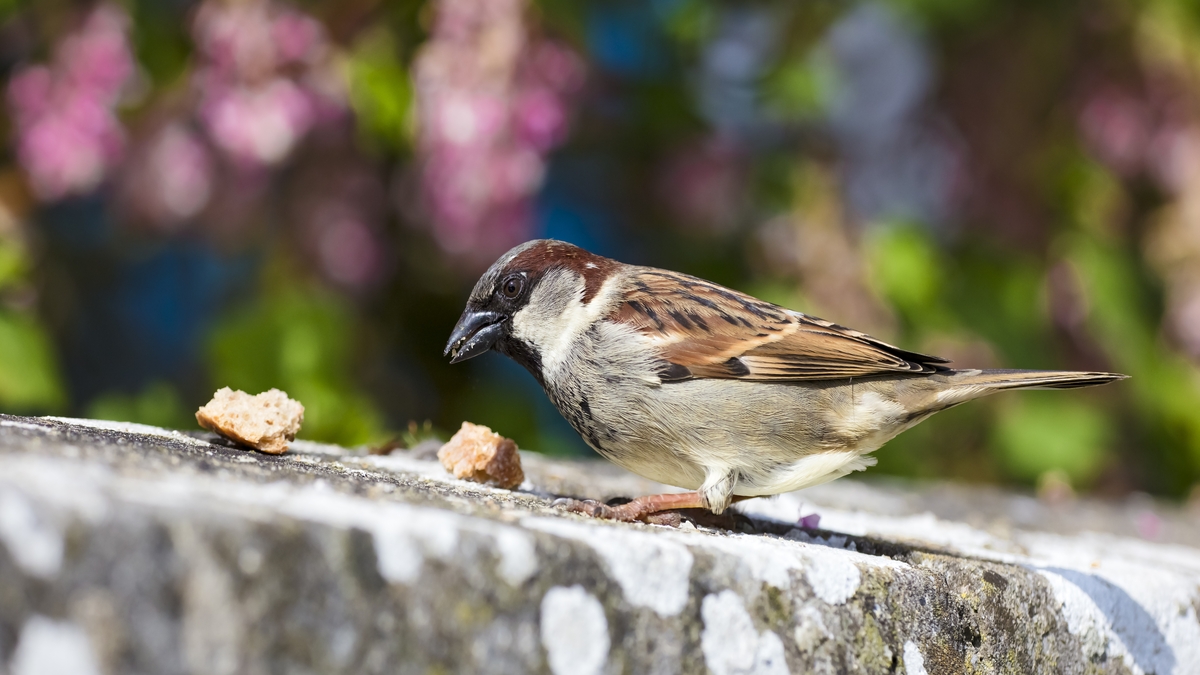 Mooney Goes Wild Monday 15 January 2024 - Mooney Goes Wild