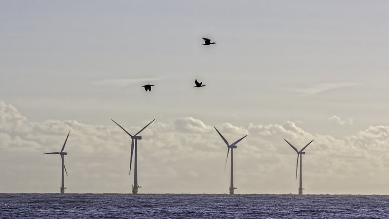 How do we protect native seabirds and grow offshore wind energy?