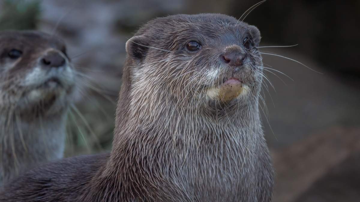 Mooney Goes Wild Monday 18 December 2023 - Mooney Goes Wild