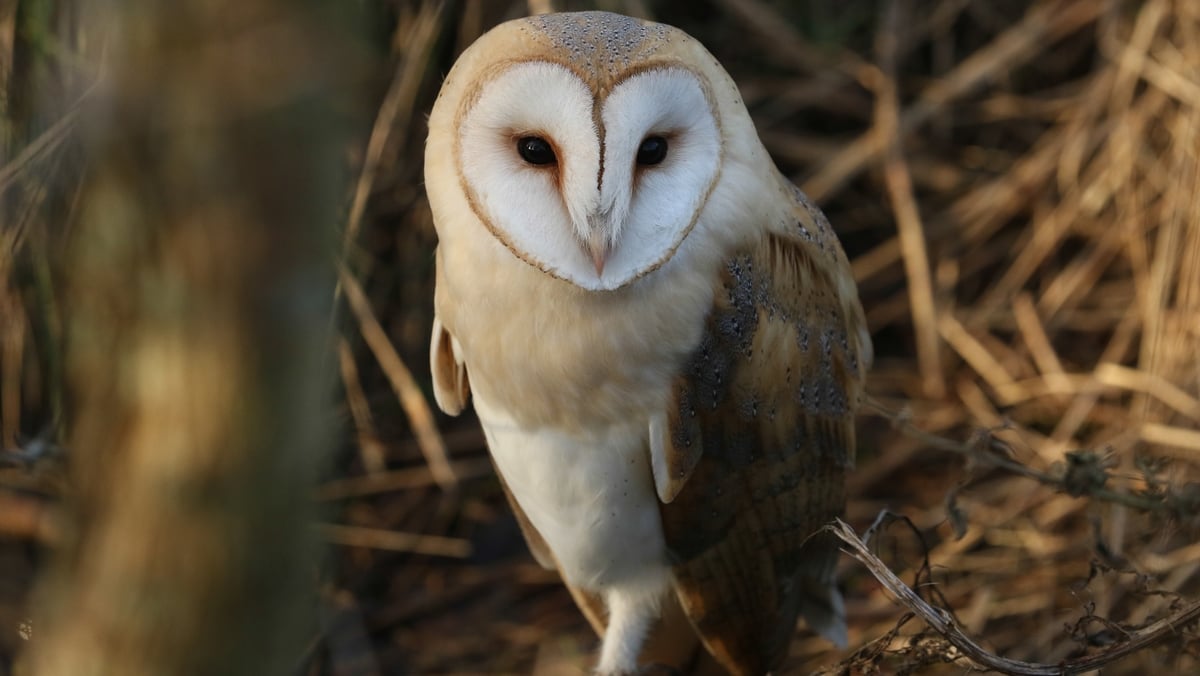 Mooney Goes Wild Monday 20 November 2023 - Mooney Goes Wild