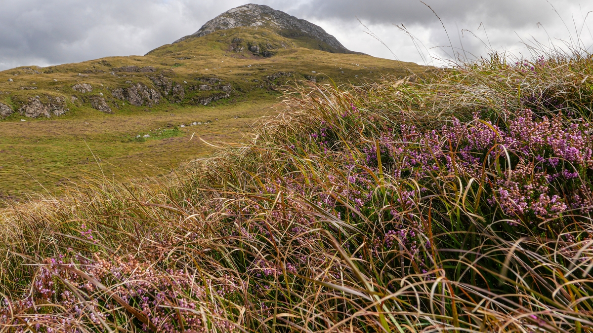Ireland's best bogs to visit | Today with Claire Byrne - RTÉ Radio 1