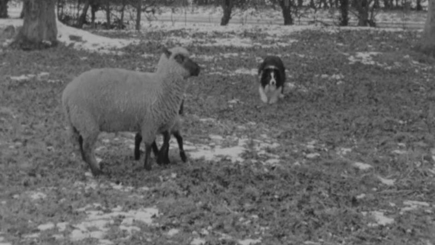 RTÉ Archives | Environment | Sheep Worrying