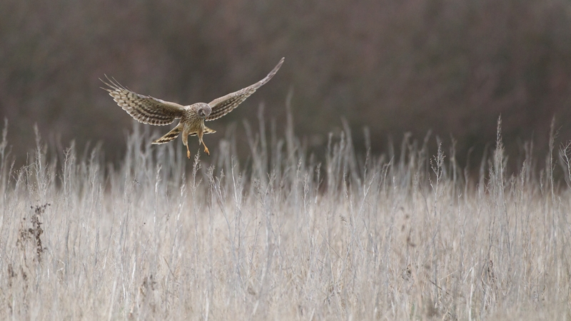 Hen harrier breeding pairs down 33% over 7 years - NPWS