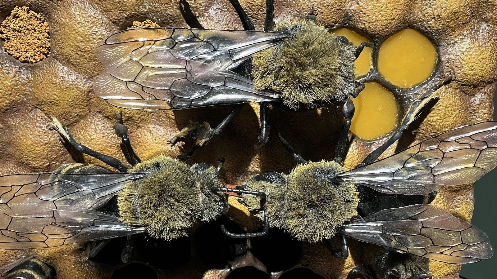 Fascinating history of bees explored in new exhibition