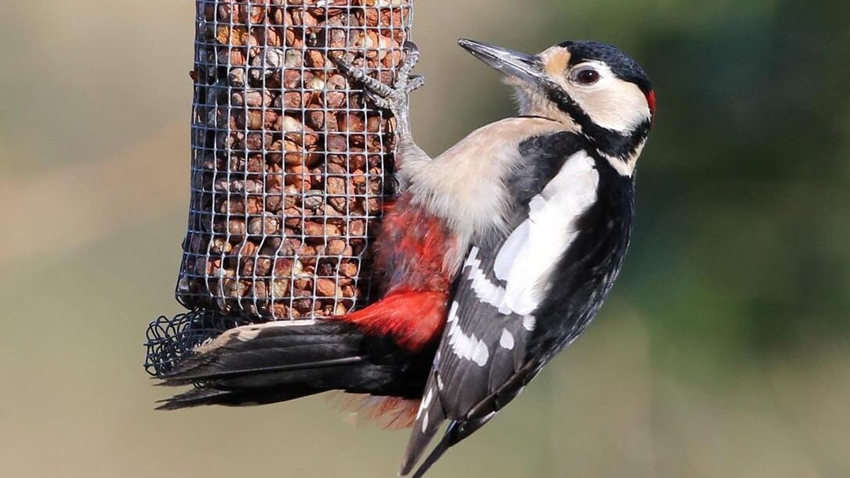 Mooney Goes Wild Monday 5 February 2024 - Mooney Goes Wild