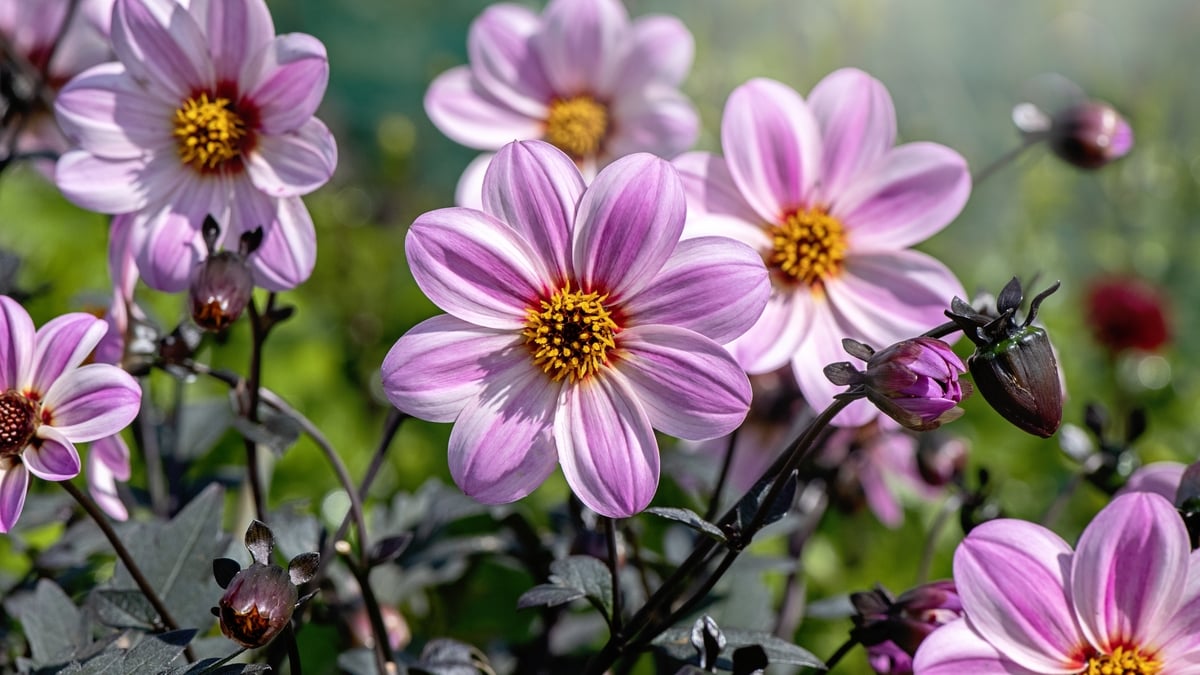 New Year Plant Hunt | Mooney Goes Wild - RTÉ Radio 1