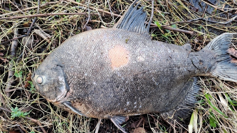 Pacu fish, native to the Amazon, found in Lough Garadice