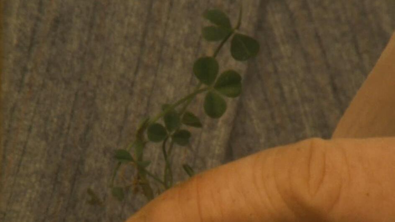 RTÉ Archives | Celebrations | What Is Shamrock?