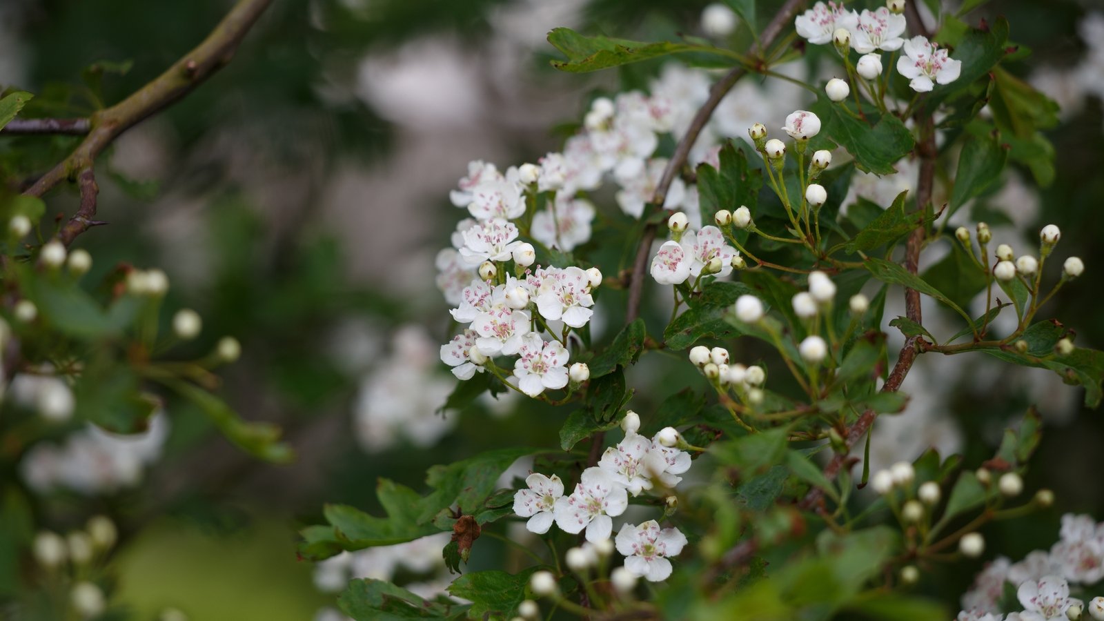 Crainn agus Toir: cránaí leabhair a mbeidh an-tóir uirthi