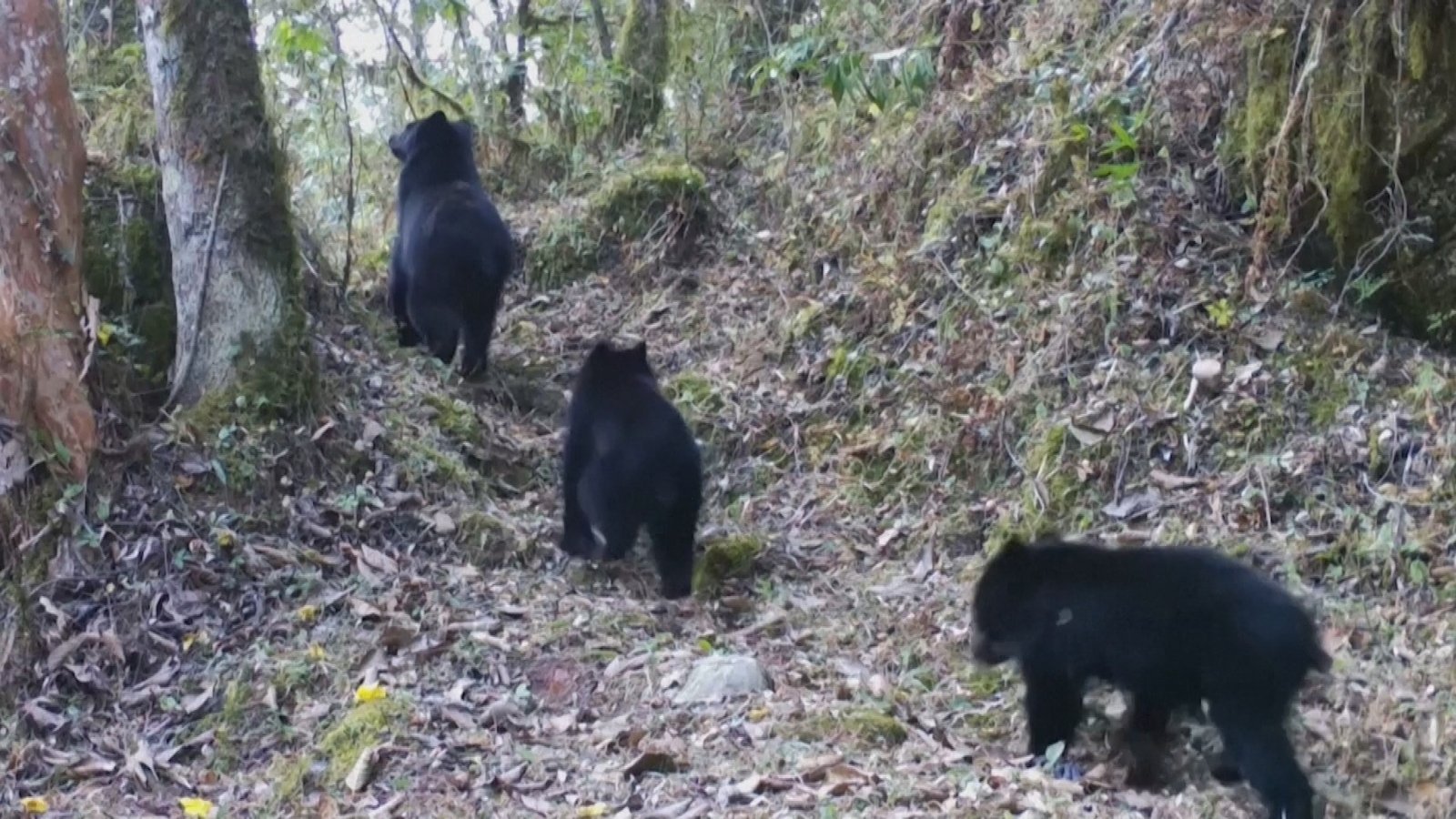 Conservation project finds 'Paddington' bears in Bolivia