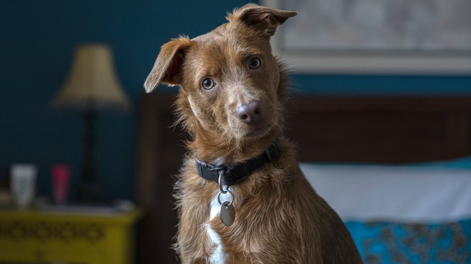 Dogs can associate words with objects, study finds