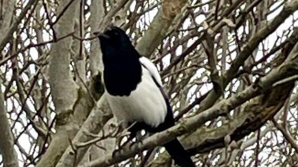 The Magpie | Nature on One - RTÉ Radio 1