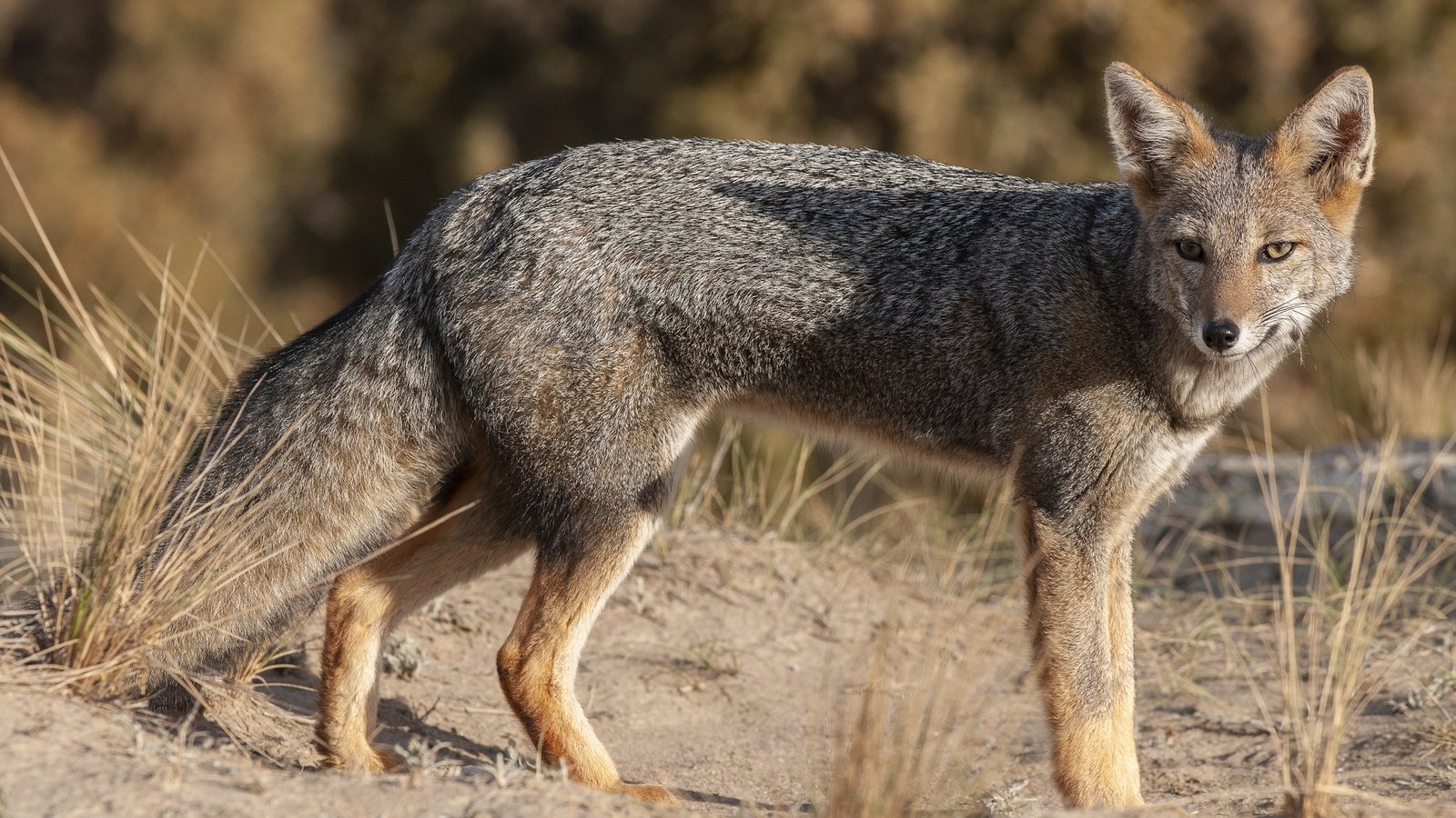 Was extinct fox in Argentina once man's best friend?