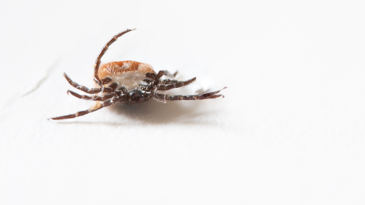 Be Tick Aware: How to identify and safely remove ticks | Today with ...