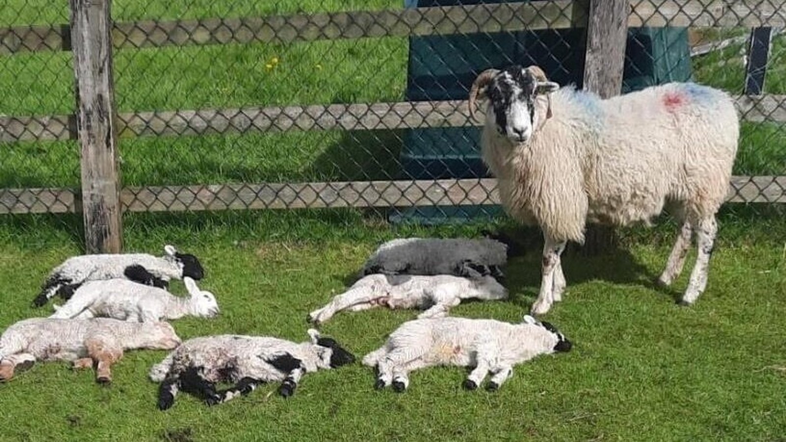 More than a dozen lambs killed in Louth dog attack