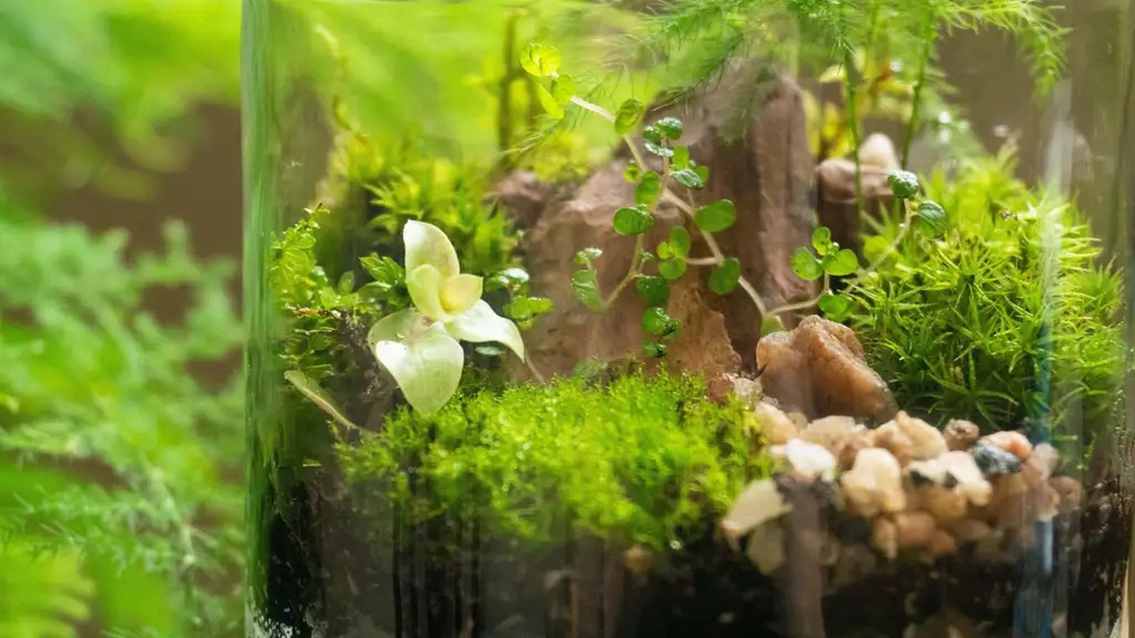5 easy terrarium plants for beginners