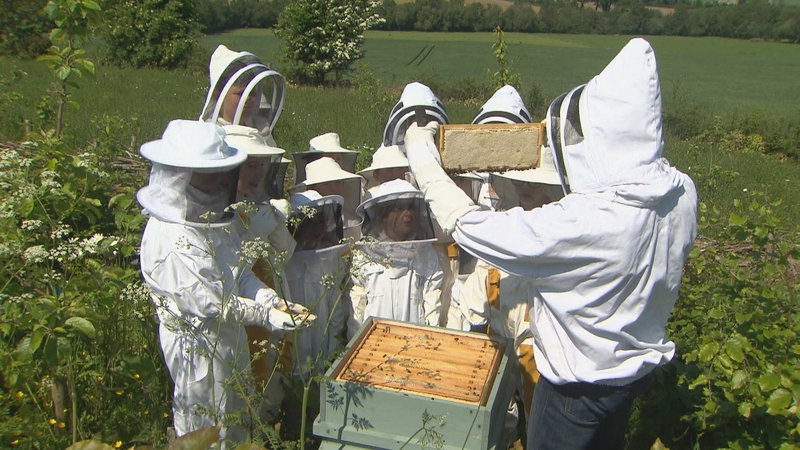 Call to monitor honey bee colonies on World Bee Day