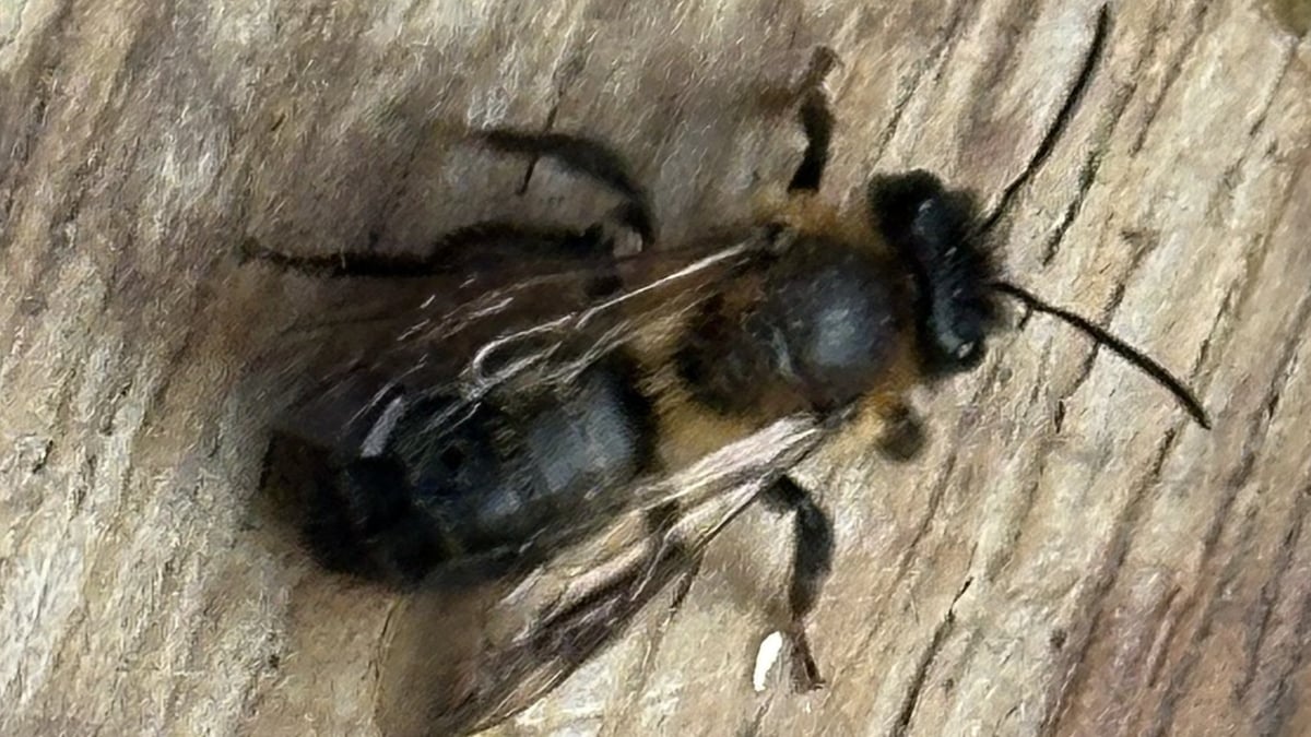 Mooney Goes Wild Monday 27 May 2024 - Mooney Goes Wild