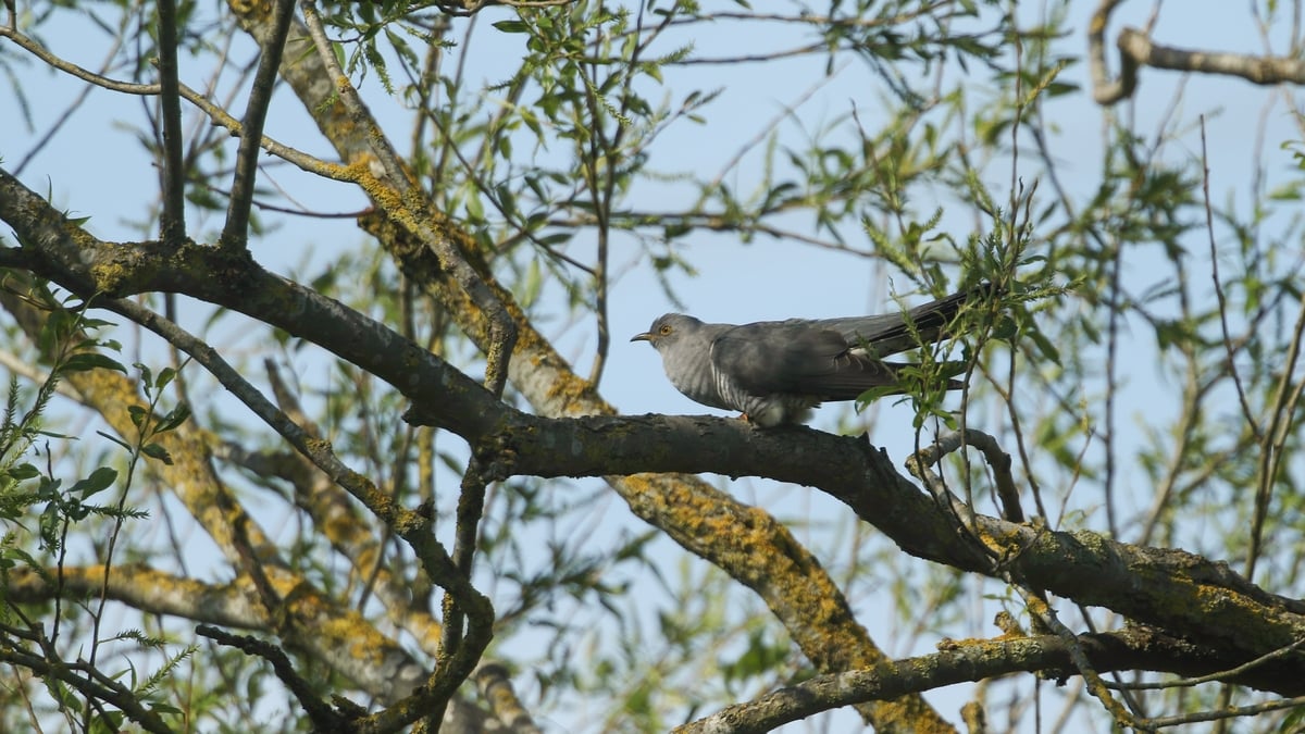 Mooney Goes Wild Monday 3 June 2024 - The Cuckoo