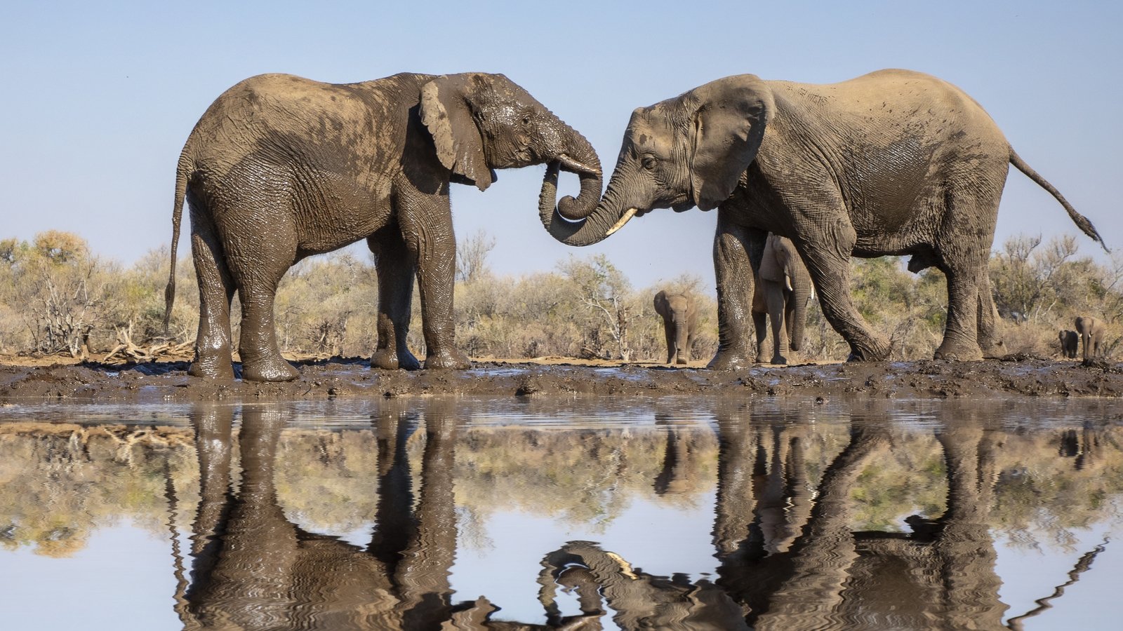 Elephants call each other by name, study finds