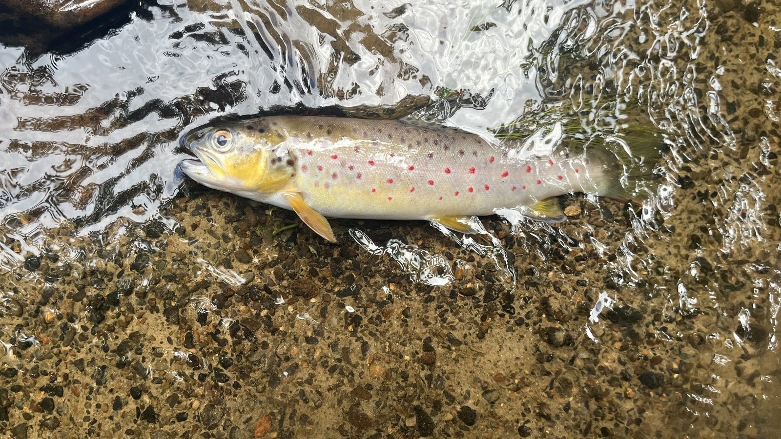 Uisce Éireann fined after major fish kill in Cork river