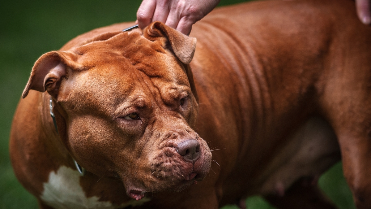 XL Bully Dogs | Liveline - RTÉ Radio 1