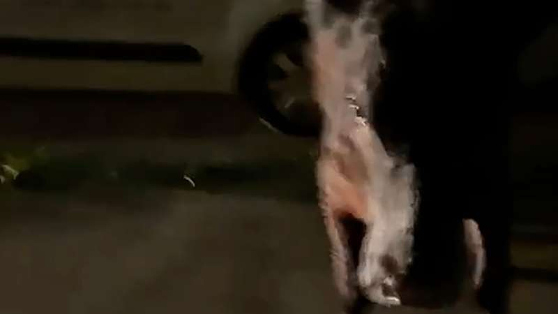 Officer removed from frontline duties after hitting cow