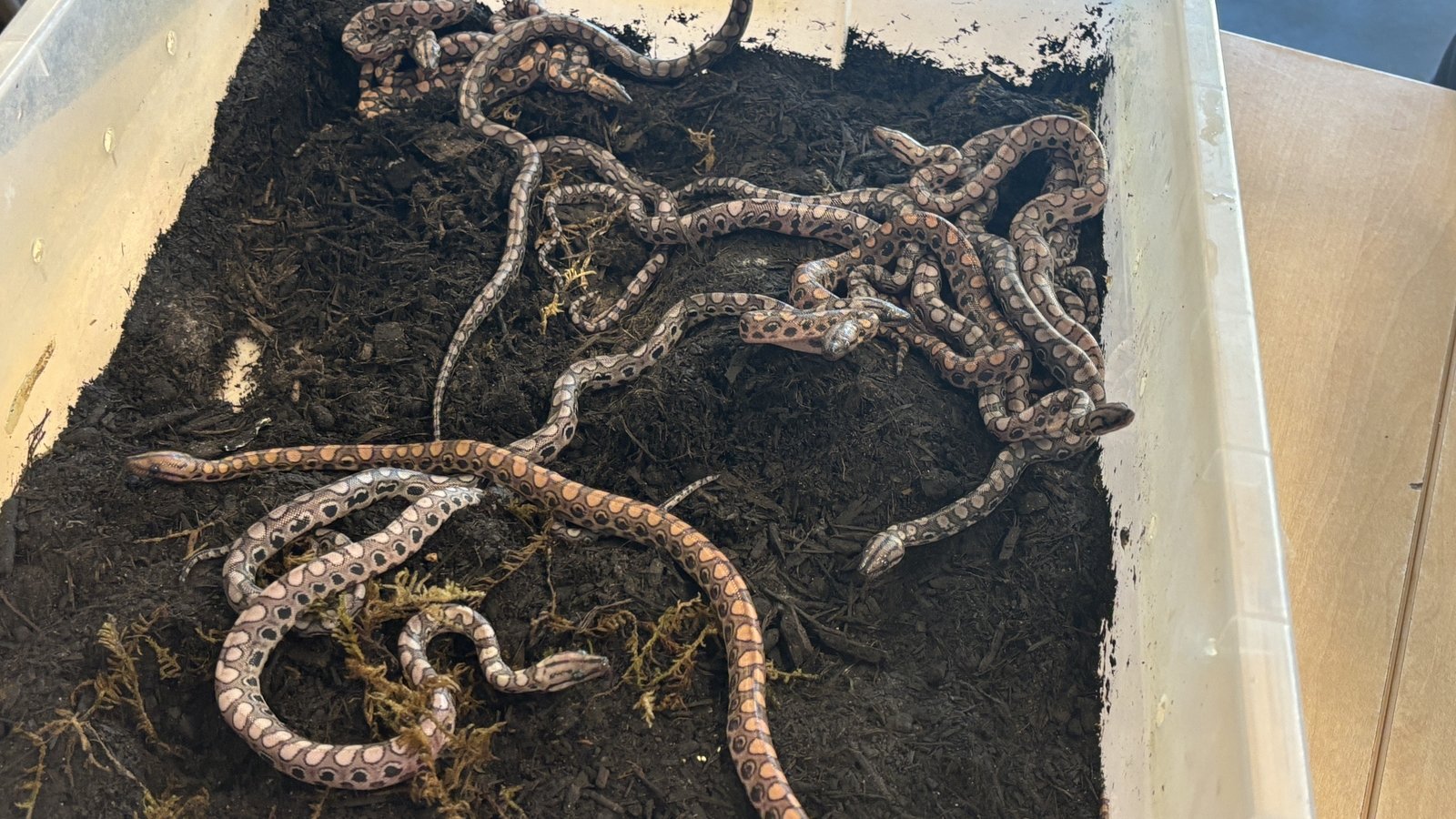 Snake produces 14 babies after rare 'virgin birth'