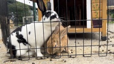 Video | Inside the DSPCA’s new facility for small and exotic animals | RTÉ