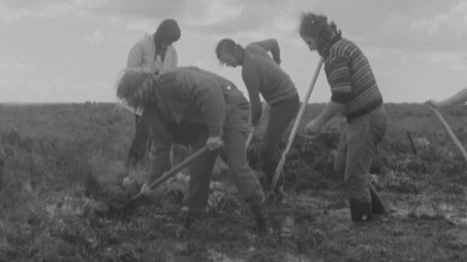 RTÉ Archives | Environment | Ballynamona Bog