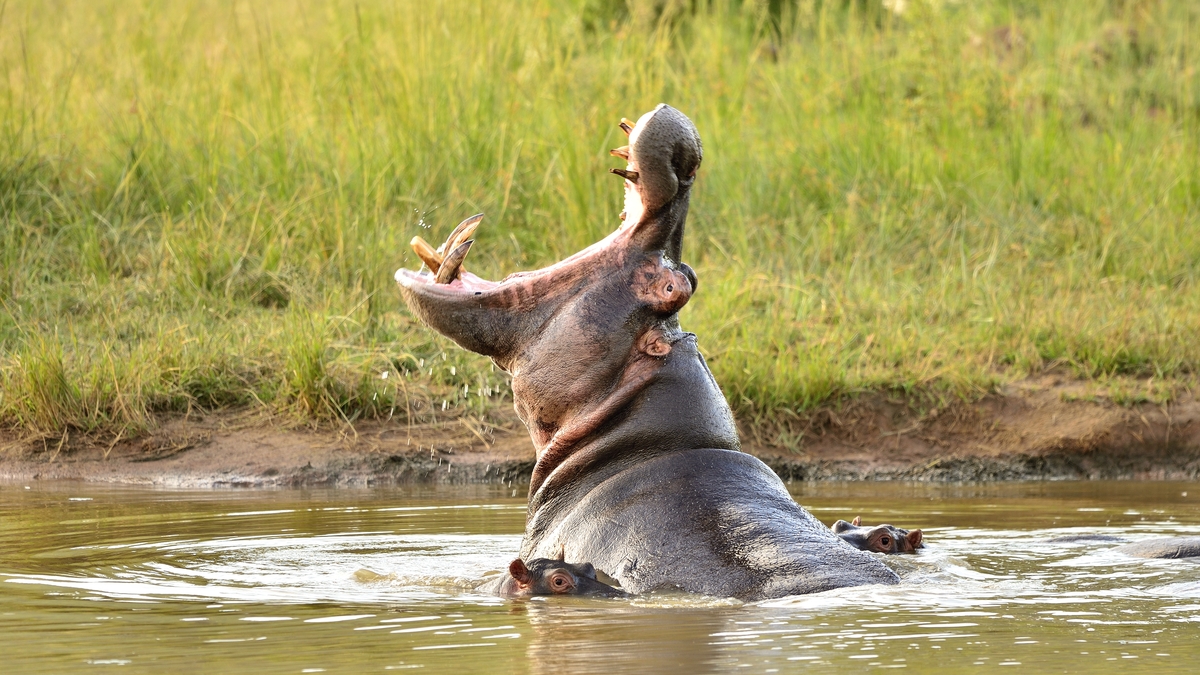Hippos in Namibia | Mooney Goes Wild - RTÉ Radio 1