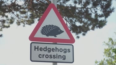 Video | London's hedgehogs get designated road signs | RTÉ