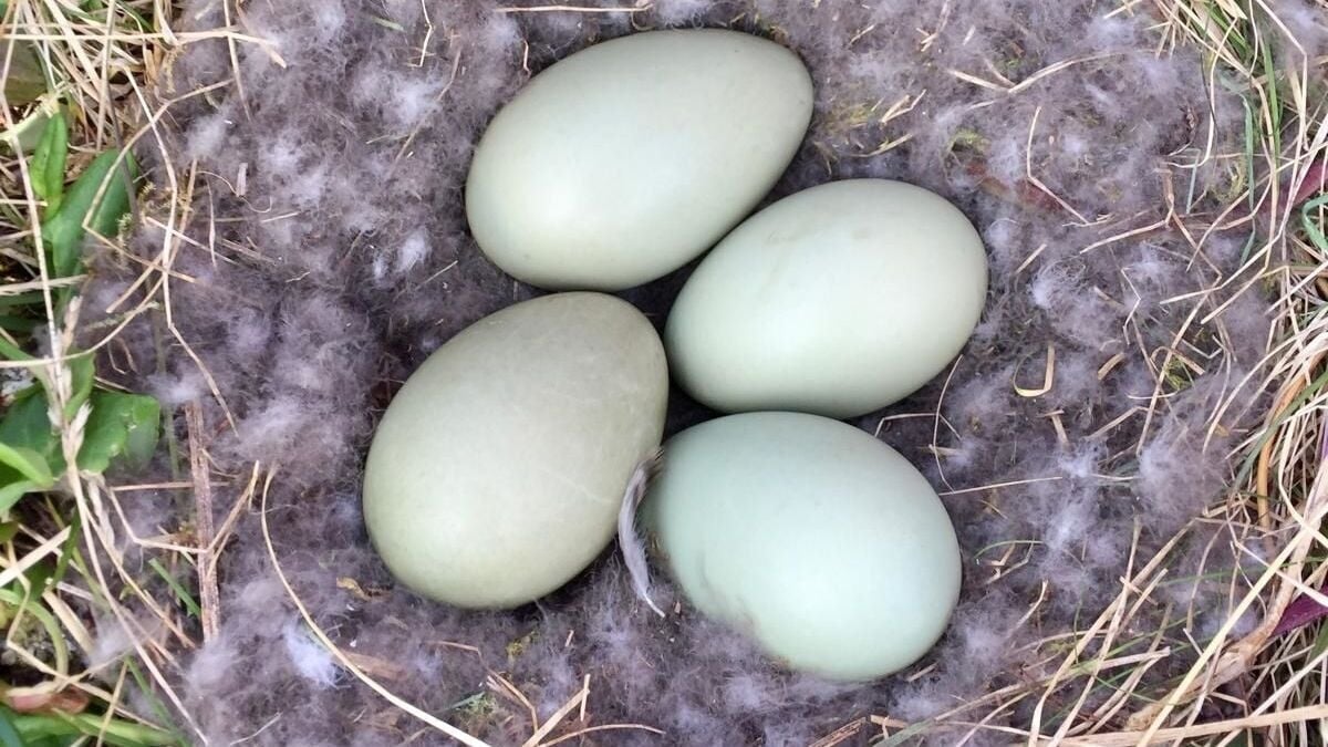 Mooney Goes Wild | Mooney Goes Wild - RTÉ Radio 1