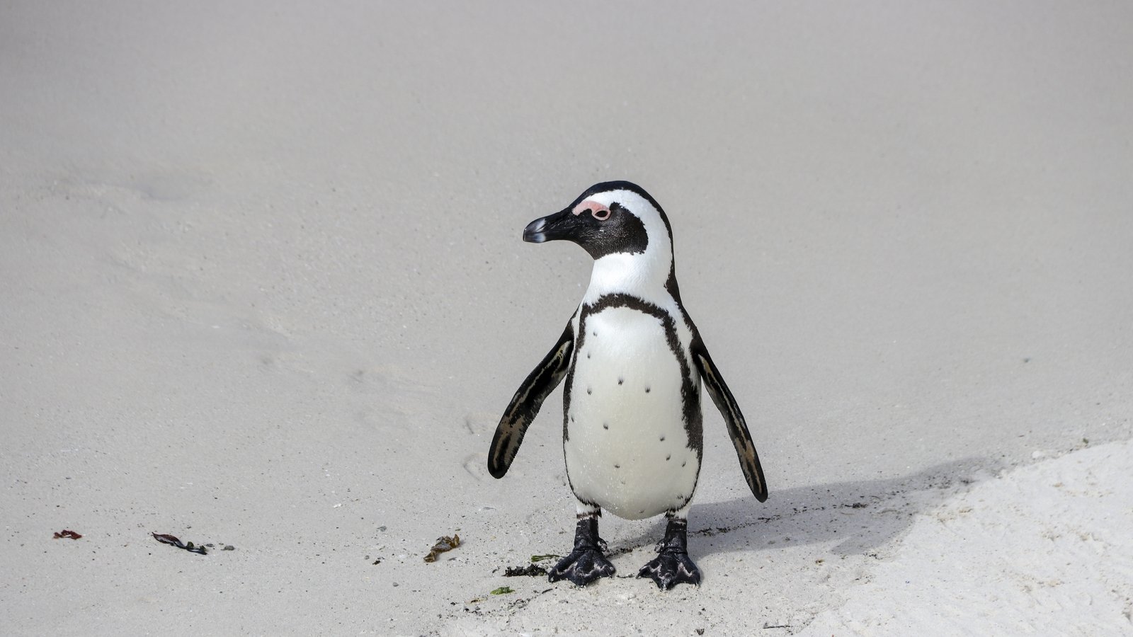 'Miracle' Japan penguin found two weeks after escape