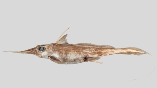 New Zealand scientists discover ghostly 'spookfish'