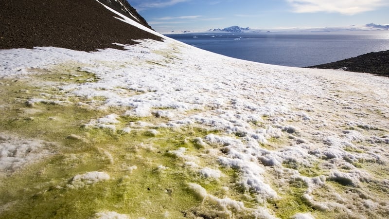 Parts of Antarctica turning green at 'dramatic' rate