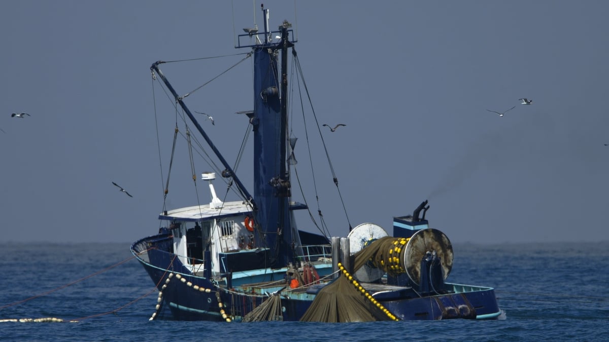 Cathal Gronnell - Iar Stúirthoir Iasc Mara Teo. | Adhmhaidin - RTÉ ...