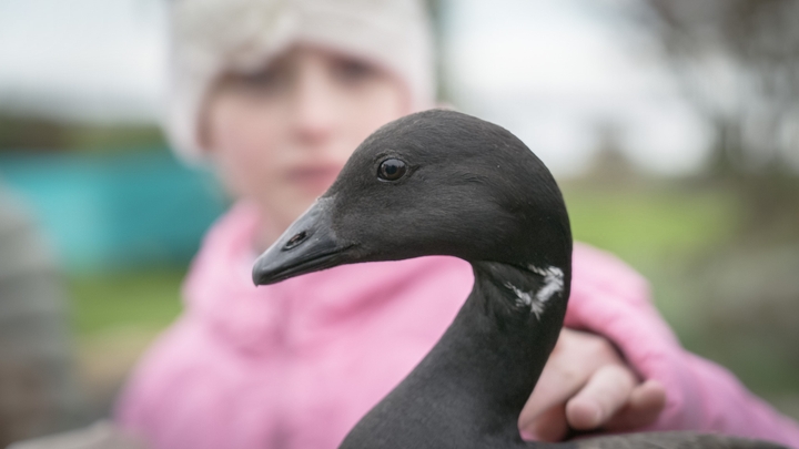 Where The Wild Geese Go S01E01 - Tagging the Geese - RTÉ Player