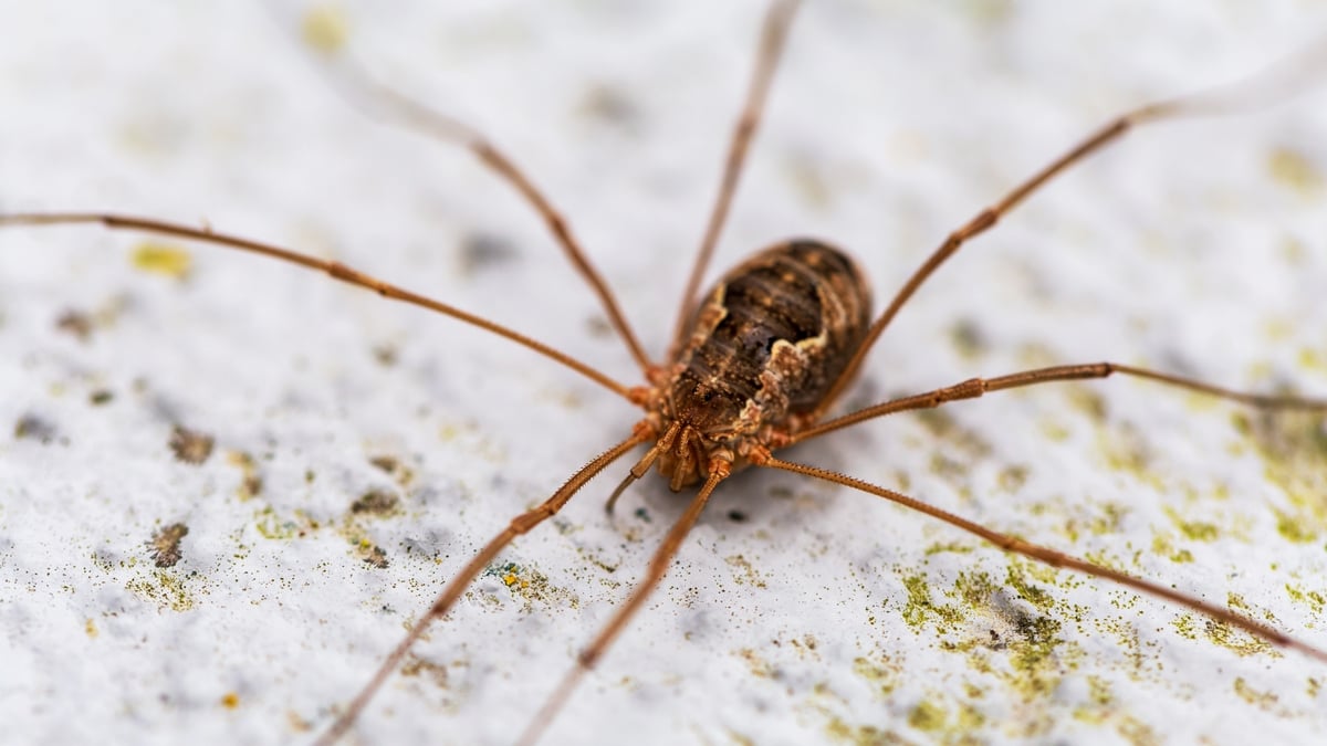 New species of harvestman discovered for Ireland | Mooney Goes Wild ...