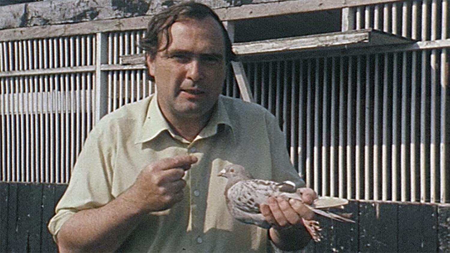 RTÉ Archives | Environment | Pigeon Power