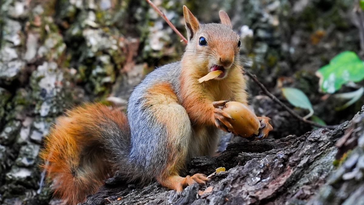 Gathering acorns in autumn | Mooney Goes Wild - RTÉ Radio 1