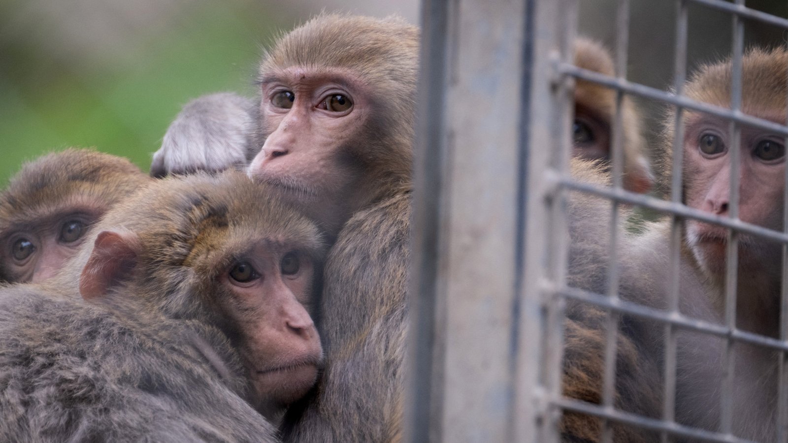 US town on alert as 43 monkeys escape research facility
