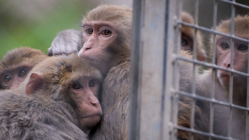 US town on alert as 43 monkeys escape research facility