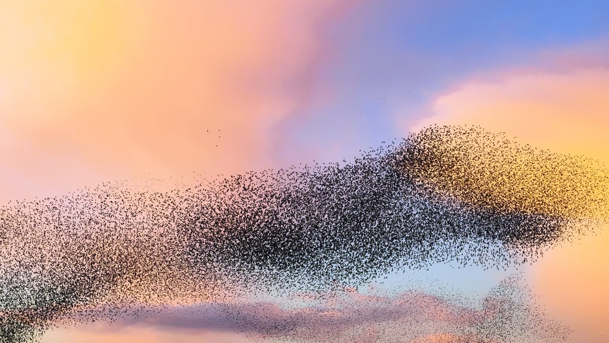 Keeping track of Starling murmurations this winter | Mooney Goes Wild ...