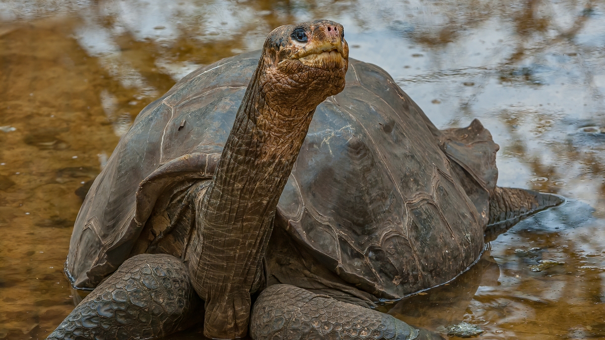 Species are going extinct at an alarming rate . . . but do we really ...