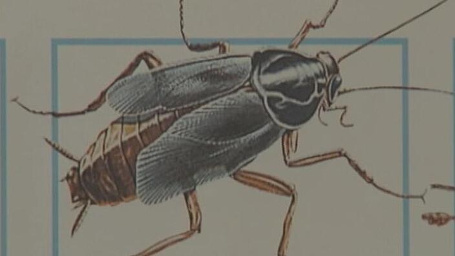 RTÉ Archives | Environment | Cockroaches In Ireland