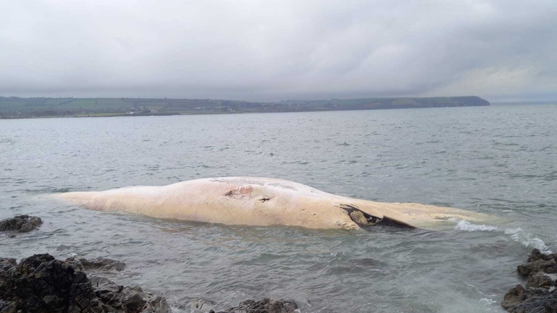 Fin whale washed up in Waterford likely dead for days